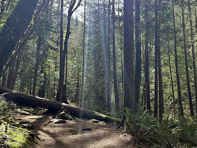 The trail beckons with its rustic wooden railings, like nature's version of the yellow brick road&mdash;only greener, mossier, and with significantly fewer munchkins.