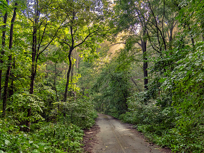 Misty morning magic unfolds as a hiker and furry companion traverse Monte Sano's leaf-strewn trails. Nature's own meditation studio, no subscription required.