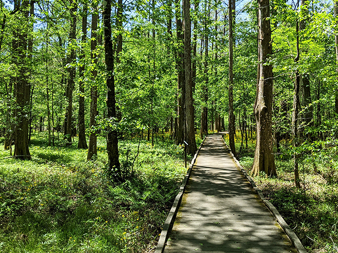 A wooden boardwalk stretches into cypress-dotted waters, inviting visitors to wander where alligators and osprey call home. Nature's front porch awaits.