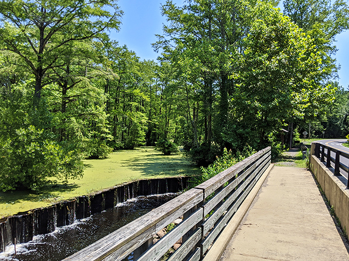 Nature's green carpet leads the way through ancient cypress sentinels, offering a peaceful boardwalk journey where time seems to stand perfectly still.