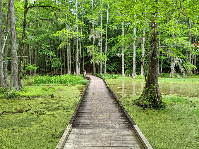 Nature's green carpet leads the way through ancient cypress sentinels, offering a peaceful boardwalk journey where time seems to stand perfectly still.