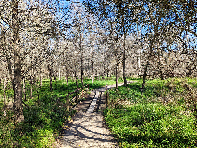Nature's own meditation path winds through Palmetto State Park's winter landscape, where bare trees and emerging greenery create a peaceful sanctuary just waiting to be explored. 