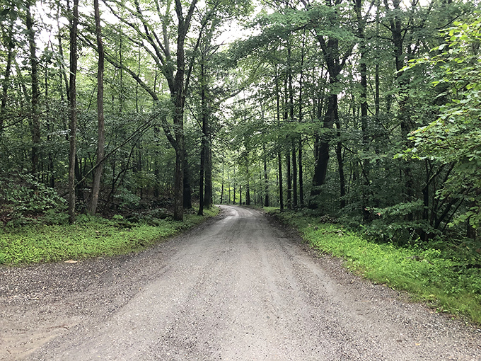 Lush green trees line your path as you wander down this peaceful gravel road, inviting you to enjoy nature's quiet.