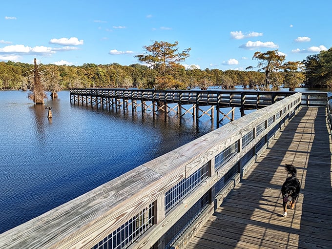 A wooden boardwalk stretches into cypress-dotted waters, inviting visitors to wander where alligators and osprey call home. Nature's front porch awaits.