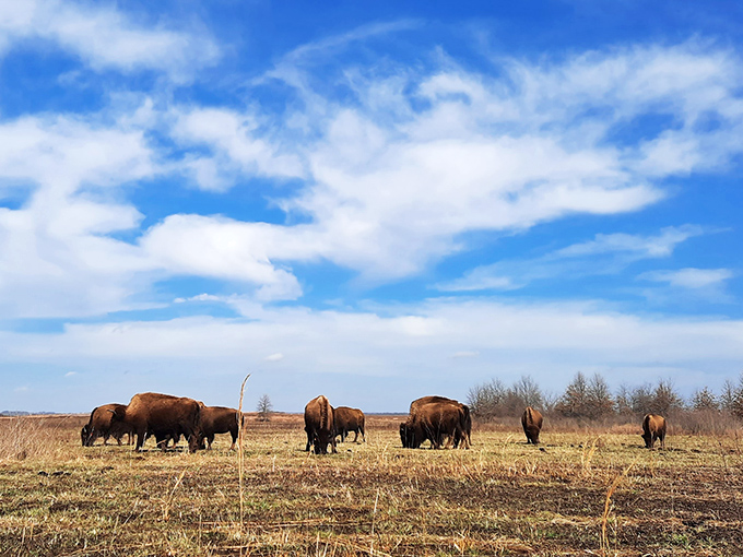 Wild bison roam freely across the tallgrass prairie, a scene unchanged since Lewis and Clark's time. Nature's original lawn mowers at work.