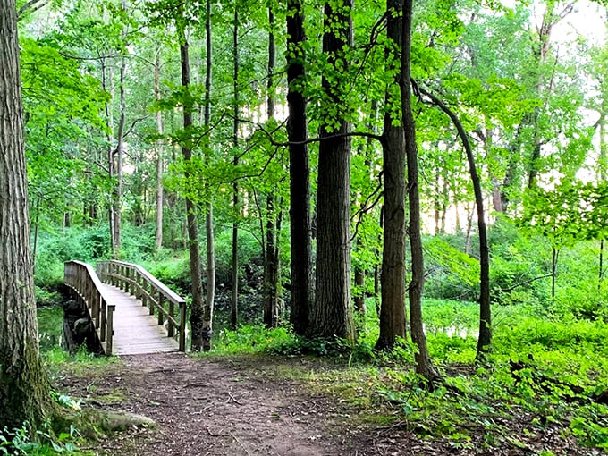 A wooden footbridge beckons through a verdant forest canopy, promising adventure without the need for Indiana Jones' whip or fedora.