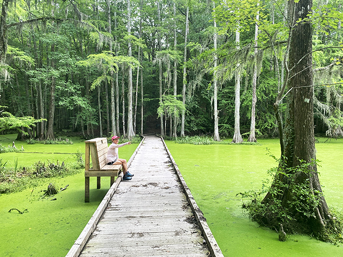 Nature's green carpet leads the way through ancient cypress sentinels, offering a peaceful boardwalk journey where time seems to stand perfectly still.