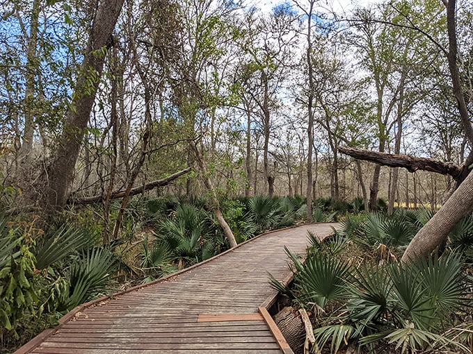 Nature's own meditation path winds through Palmetto State Park's winter landscape, where bare trees and emerging greenery create a peaceful sanctuary just waiting to be explored.