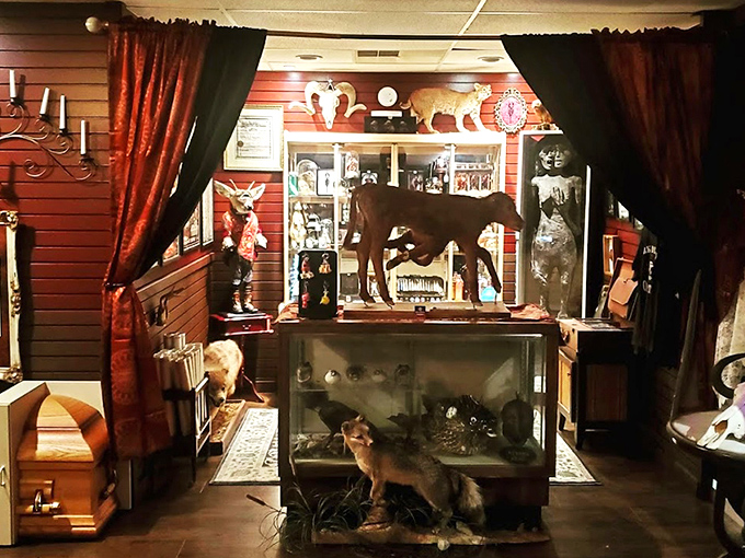 The understated storefront of Valiant Inscript houses Dark and Deviant Oddities, where Asheville's most fascinating collection beckons curious minds from behind elegant gold lettering. 