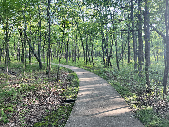 The winding path whispers promises of adventure ahead. Nature's welcome mat stretches through a sunlight-dappled forest that feels worlds away from everyday life.