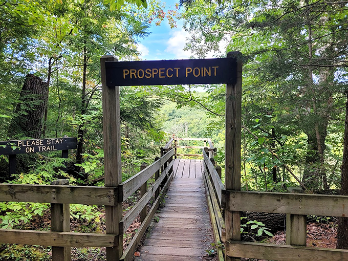 Nature's stairway to heaven! Leaves carpet this wooden walkway as it descends into a kaleidoscope of  colors that would make even Bob Ross reach for extra paint.