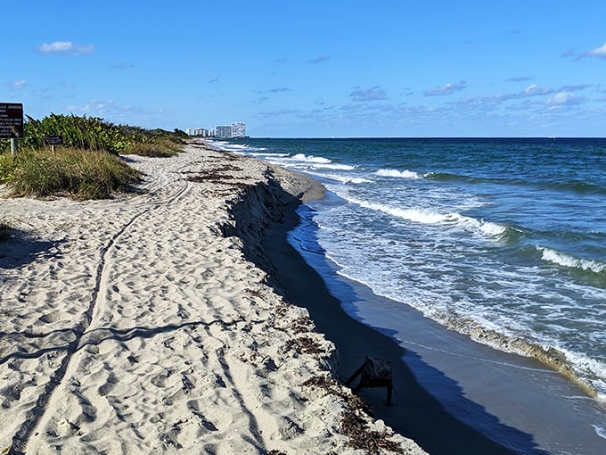 Nature's red carpet to the horizon. This wooden boardwalk through lush coastal vegetation offers that perfect "I've discovered something magical" moment at sunrise. 