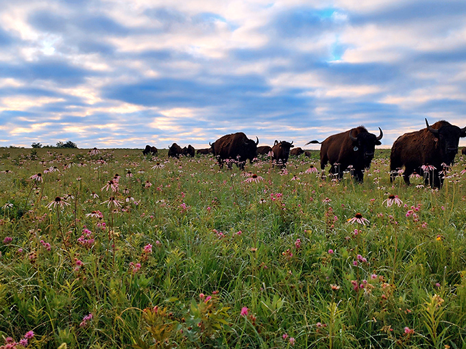 Wild bison roam freely across the tallgrass prairie, a scene unchanged since Lewis and Clark's time. Nature's original lawn mowers at work.