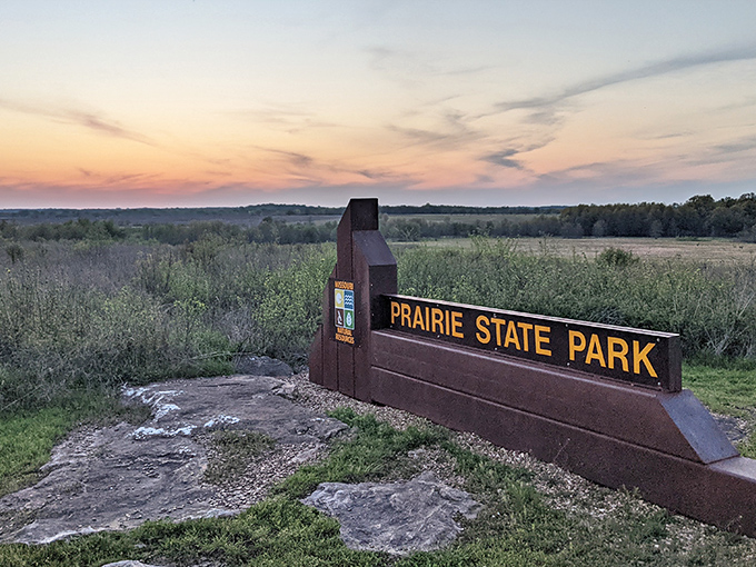 Wild bison roam freely across the tallgrass prairie, a scene unchanged since Lewis and Clark's time. Nature's original lawn mowers at work.