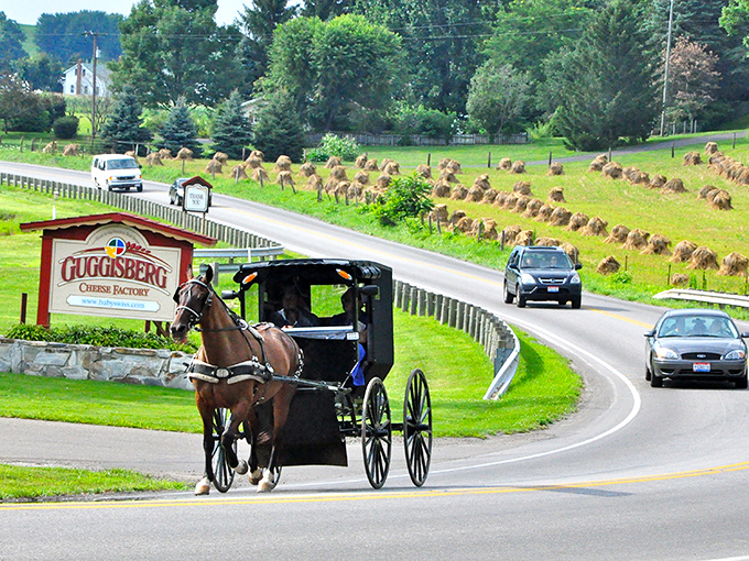 Where worlds collide: An Amish buggy shares the road with modern cars near Guggisberg Cheese Factory, while traditional haystacks dot the rolling hillside like nature's own artwork.