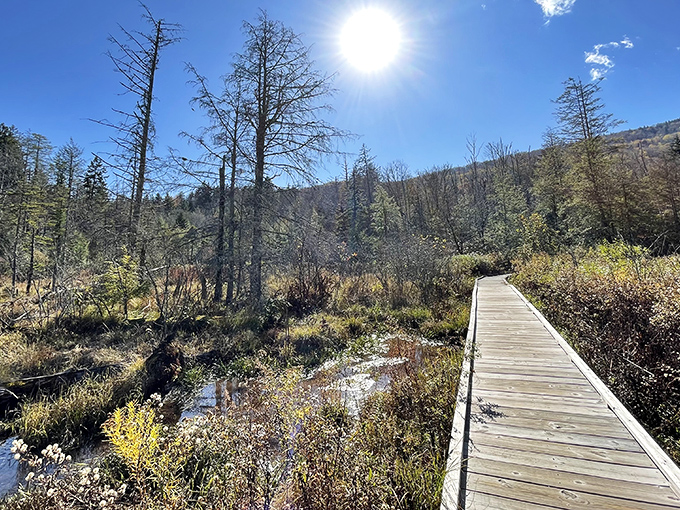 The wooden pathway stretches toward infinity, inviting you to discover what lies beyond that sun-drenched horizon. Nature's red carpet awaits.