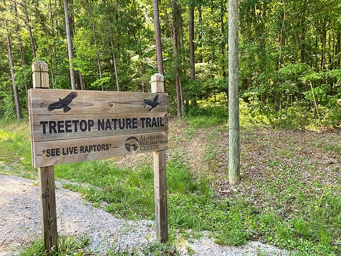 The wooden welcome sign stands like nature's invitation card, promising wild encounters with "live raptors" just steps away from civilization.