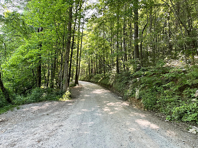 The path less traveled often leads to the best stories. This gravel road through Cherry Log's verdant forest is nature's red carpet to the main event.