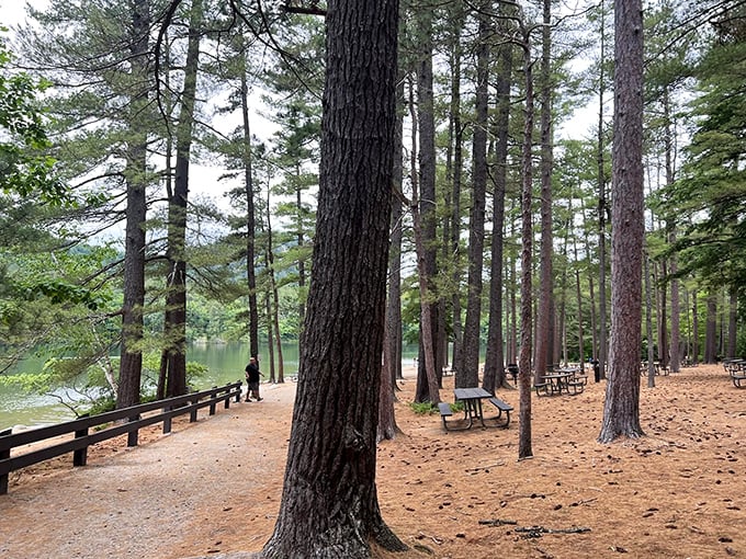 Towering pines create nature's perfect colonnade along Echo Lake's shoreline, where sandy paths and peaceful waters meet in perfect harmony.