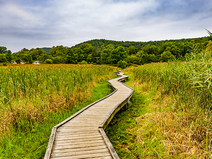 The boardwalk zigzags through tall cattails like nature's yellow brick road, inviting you to follow wherever it leads.