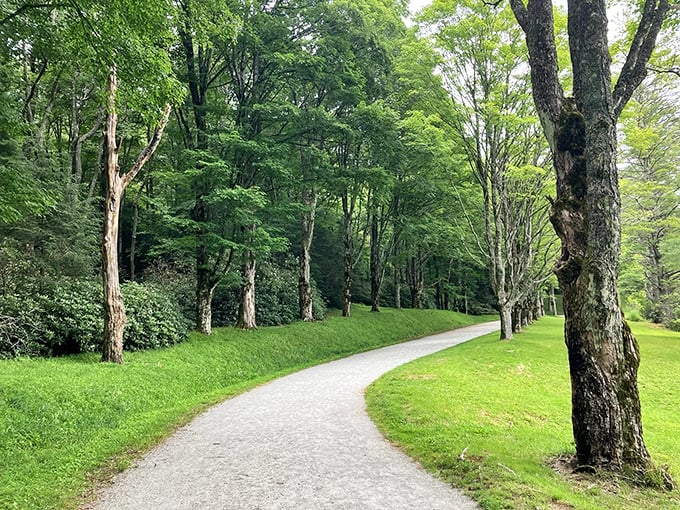 The path beckons with promises of tranquility, where sunlight filters through ancient trees creating nature's own cathedral ceiling.