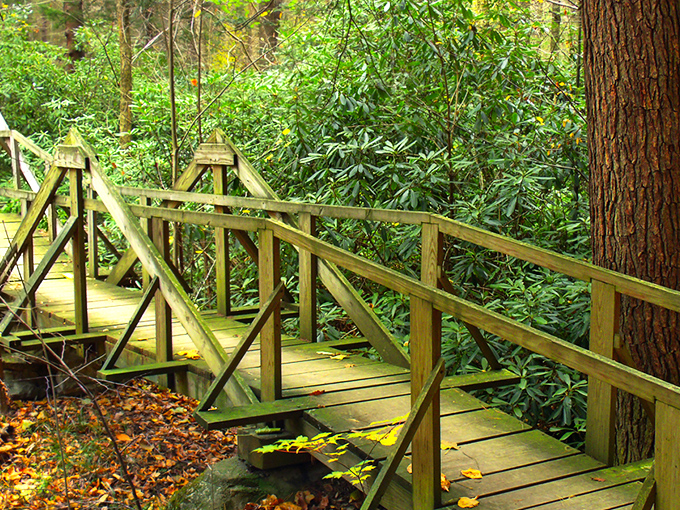 Towering sentinels stand guard along this peaceful forest path, where sunlight dapples through like nature's own stained glass windows. 