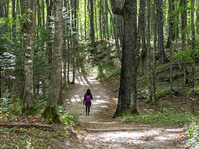 Wooden boardwalks wind through Michigan's emerald cathedral. Nature's version of the yellow brick road, minus the singing munchkins and flying monkeys.