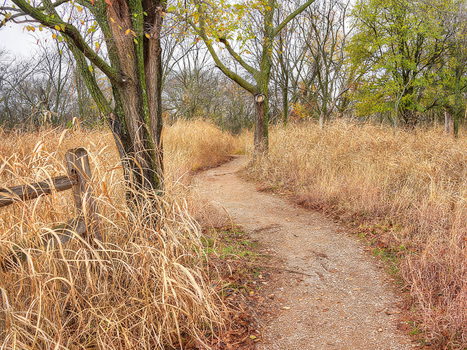 Nature's welcome mat unfurls in golden hues. This sunlit trail through prairie grasses offers an escape just minutes from city life.