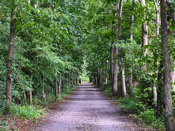 Nature's perfect tunnel vision awaits on the Junction & Breakwater Trail, where sunlight filters through leaves like nature's own stained glass.
