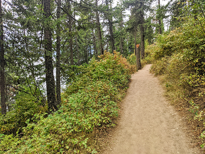 Nature's balcony overlooking Lake Coeur d'Alene, where every turn offers another "I should frame this" moment. The postcard view that actually exceeds expectations.
