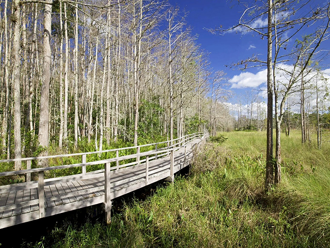 The boardwalk stretches into the distance like nature's red carpet, inviting you to explore the pristine wilderness of Corkscrew Swamp.