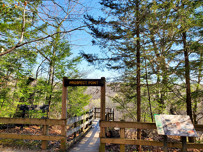 Nature's stairway to heaven! Leaves carpet this wooden walkway as it descends into a kaleidoscope of  colors that would make even Bob Ross reach for extra paint.
