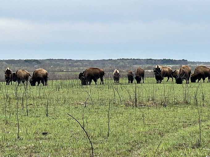 Wild bison roam freely across the tallgrass prairie, a scene unchanged since Lewis and Clark's time. Nature's original lawn mowers at work.