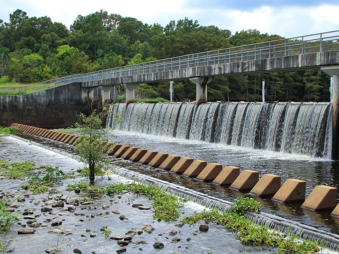 A wooden boardwalk stretches into cypress-dotted waters, inviting visitors to wander where alligators and osprey call home. Nature's front porch awaits.