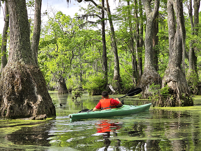 Nature's green carpet leads the way through ancient cypress sentinels, offering a peaceful boardwalk journey where time seems to stand perfectly still.
