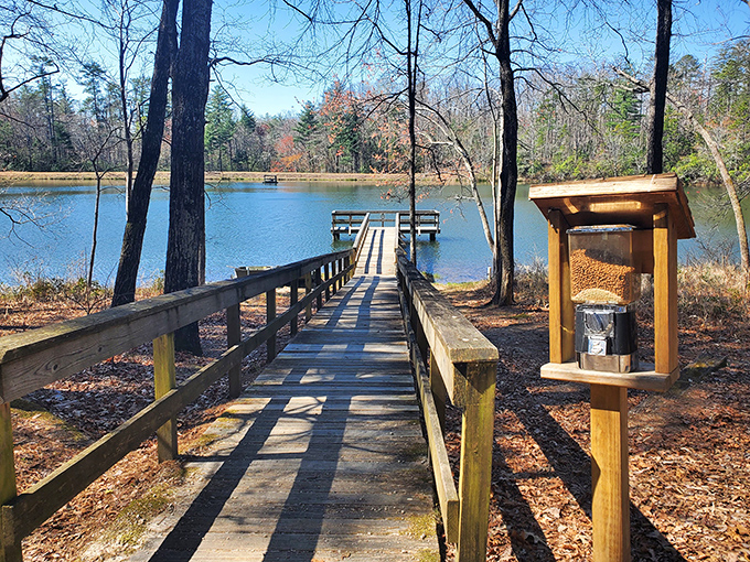 Fall's golden touch transforms Oconee's lake into nature's mirror, reflecting autumn's palette with a serenity that makes you forget deadlines even exist.