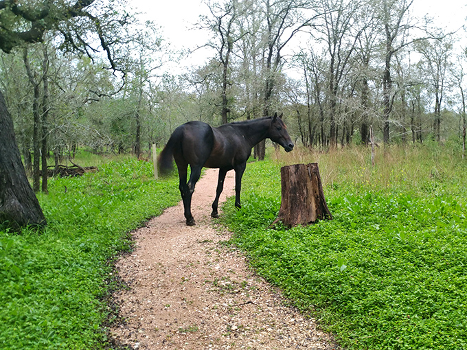 Nature's own meditation path winds through Palmetto State Park's winter landscape, where bare trees and emerging greenery create a peaceful sanctuary just waiting to be explored.