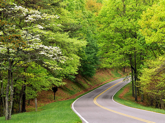 Winding through a cathedral of trees, Skyline Drive's curves aren't just roads&mdash;they're narrative arcs in nature's greatest story. Pure Virginia magic at 35 mph.