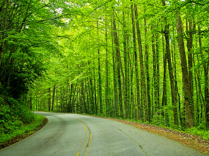 Nature's green tunnel beckons with promises of adventure. This stretch of the Russell-Brasstown Byway feels like driving through an emerald cathedral.