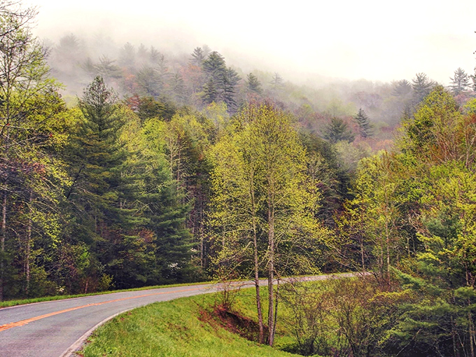 Nature's green tunnel beckons with promises of adventure. This stretch of the Russell-Brasstown Byway feels like driving through an emerald cathedral.