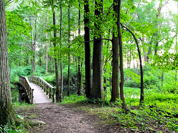 A wooden footbridge beckons through a verdant forest canopy, promising adventure without the need for Indiana Jones' whip or fedora.