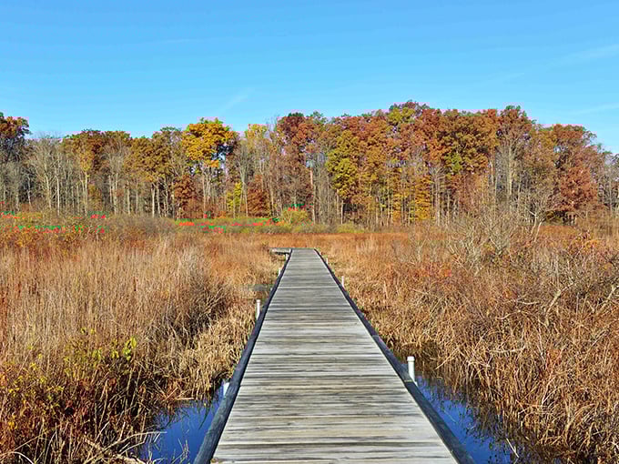 Mirror-like waters reflect autumn's fiery palette at Punderson Lake, where nature doubles its show for free. Mother Nature showing off again! 