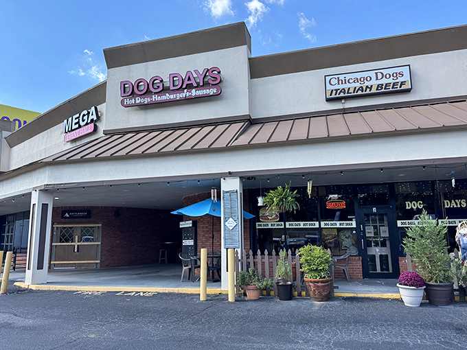 The unassuming storefront belies the culinary magic within. Dog Days sits quietly in a strip mall, like Clark Kent before ducking into a phone booth.