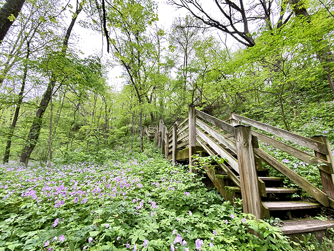 Rustic wooden stairs invite exploration through a carpet of spring wildflowers beneath White Pines' vibrant green canopy.