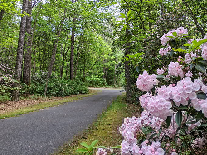 Mother Nature's mirror game is unbeatable here, where the sky and trees create perfect reflections that would make Narcissus jealous. 