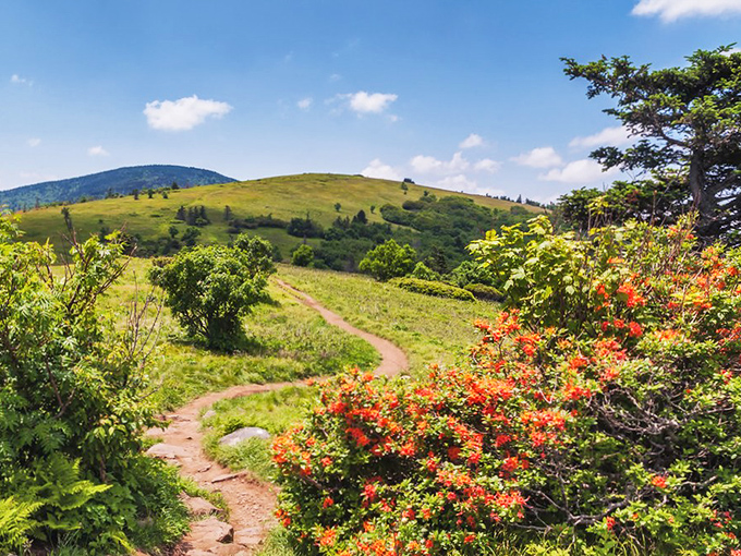 Nature's amphitheater unfolds at Roan Mountain, where rolling green hills meet blue skies in a performance that never gets old.