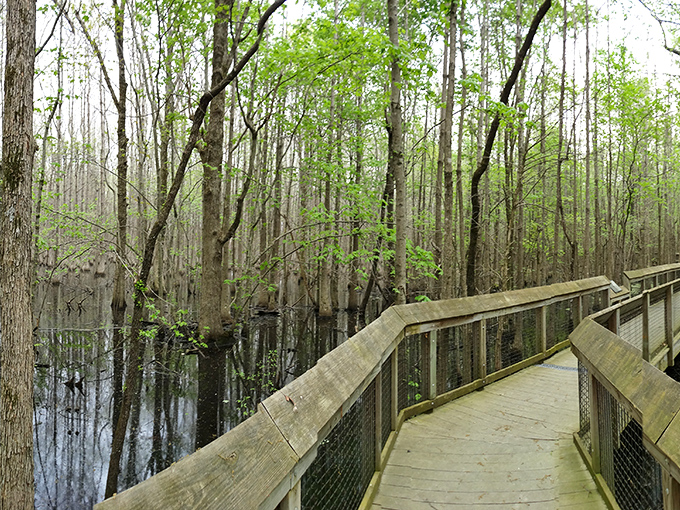 Welcome to nature's VIP lounge! This boardwalk through the swamp is like a red carpet for adventurers, minus the paparazzi and plus a few curious critters.