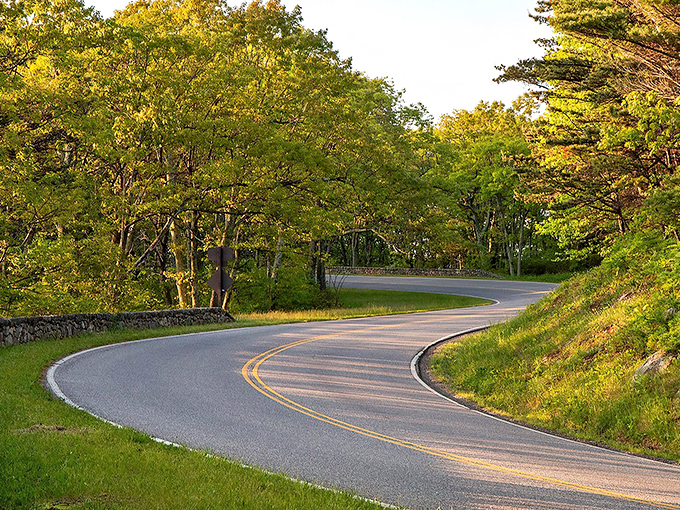 Winding through a cathedral of trees, Skyline Drive's curves aren't just roads—they're narrative arcs in nature's greatest story. Pure Virginia magic at 35 mph.