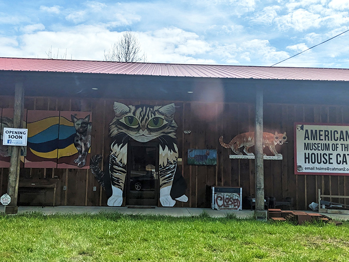 The unassuming wooden exterior of the American Museum of the House Cat beckons curious travelers like a feline sunning spot attracts neighborhood cats.