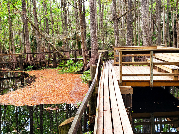 Nature's cathedral awaits as ancient oaks form a perfect archway over the park's main road, creating a dramatic entrance worthy of a standing ovation.